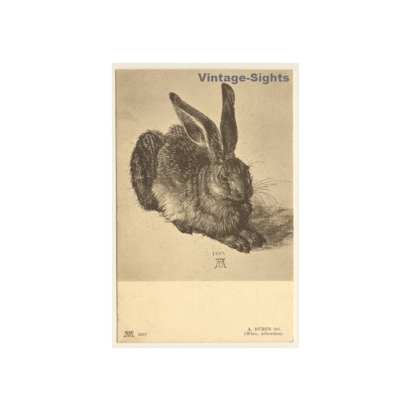 Albrecht Dürer: Young Hare / Rabbit (Vintage Artist PC 1908)
