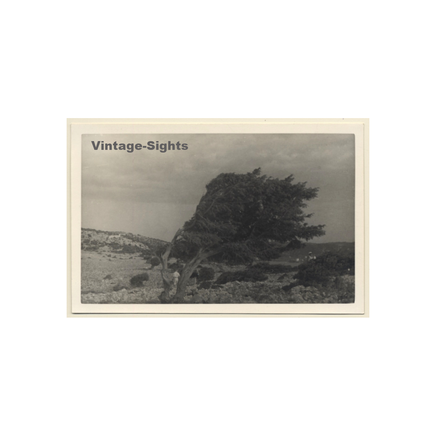 Rab / Croatia: Tree Heather in the Wind (Vintage RPPC 1937)
