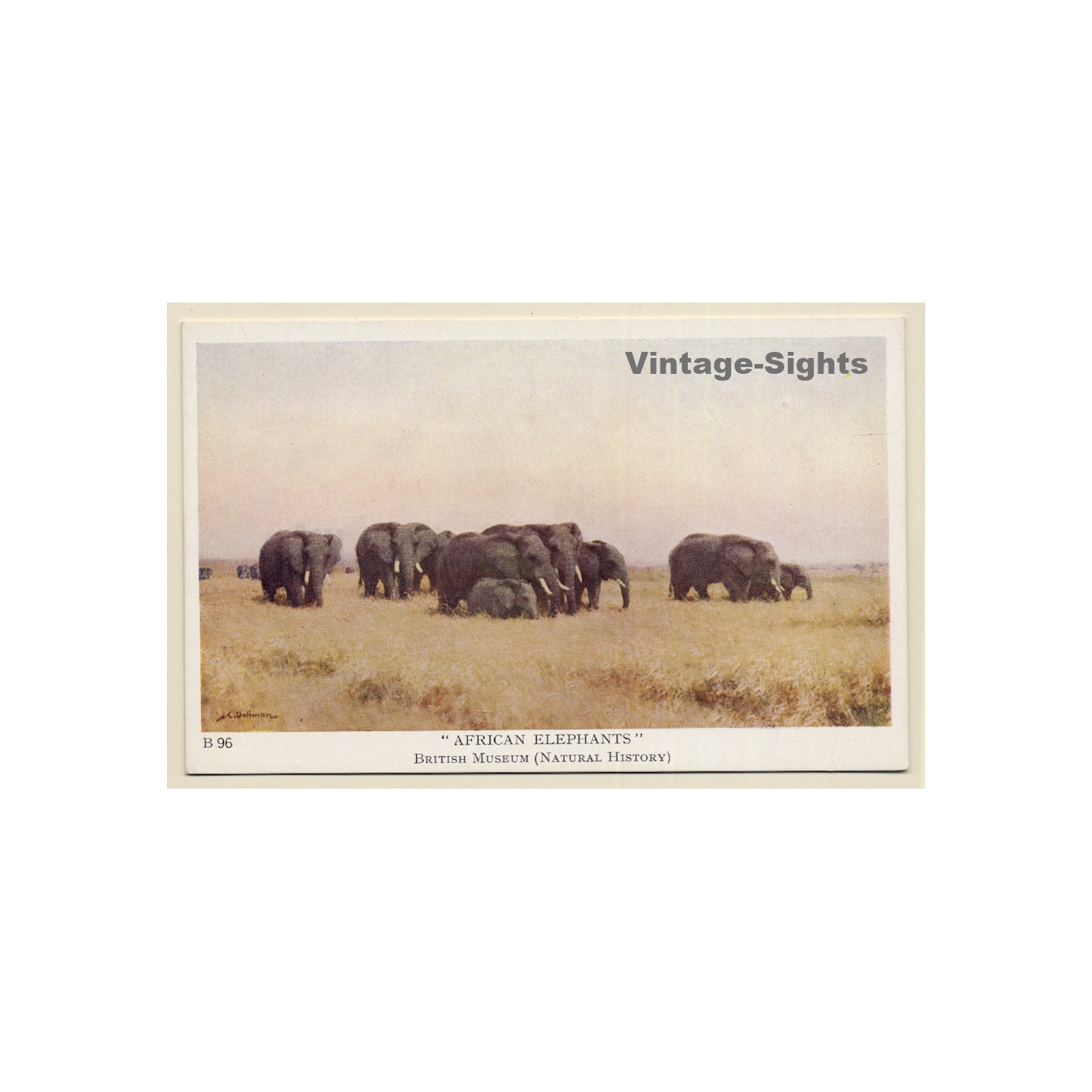 British Museum: African Elephants (Vintage Artist PC 1920s/1930s)