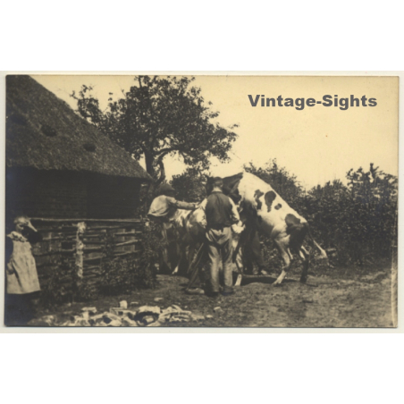 Congo Belge: Colonial Farmers / Bull Mating Cow (Vintage RPPC ~1920s/1930s)